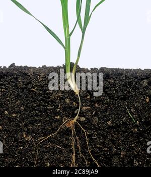 Wheat plant growth stage 21 with no sub-crown internode, shallow ...