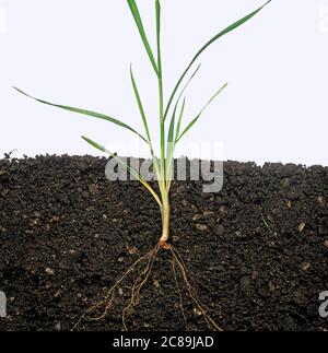 Wheat plant growth stage 21 with long sub-crown internode with deep ...