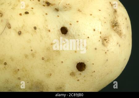 Feeding holes in potato tuber surface caused by wireworms Agriotes sp ...