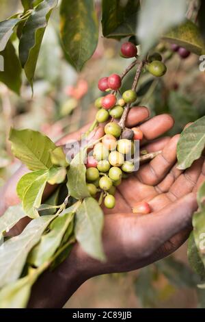 Coffee growers harvesting fresh coffee cherries on the farm on the ...