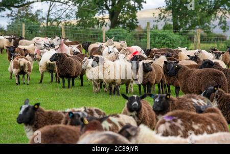 Mixed flock of sheep, Cumbria, UK Stock Photo - Alamy