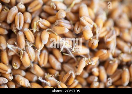 Dried grain wheat sprouts bio food Stock Photo - Alamy