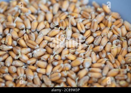 Dried grain wheat sprouts bio food Stock Photo - Alamy
