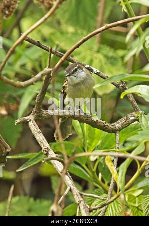 White-throated Tyrannulet (Mecocerculus leucophrys) Aves Stock Photo ...