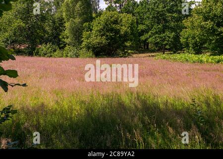 Small field with tall and partly red grass Stock Photo - Alamy