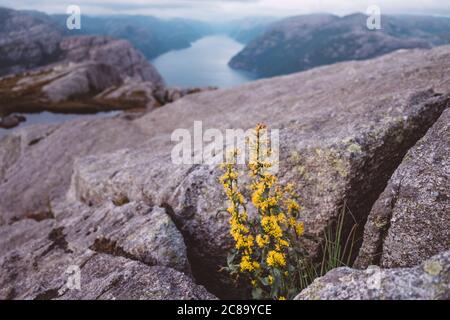 Yellow flowers amidst rocks with fjords view Stock Photo - Alamy