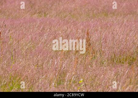 Small field with tall and partly red grass Stock Photo - Alamy