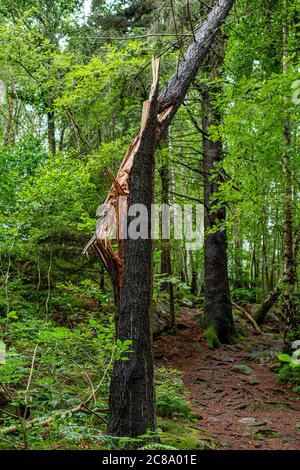 Lightning stricken tree. Trunk split apart Stock Photo - Alamy