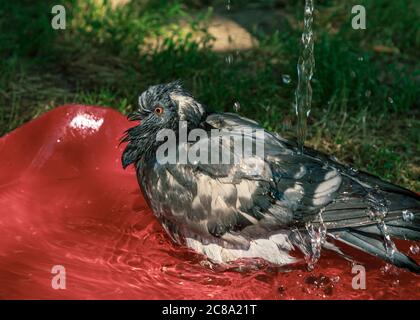 Wild animal pigeon bird washing in red bath, flying and leg view ...
