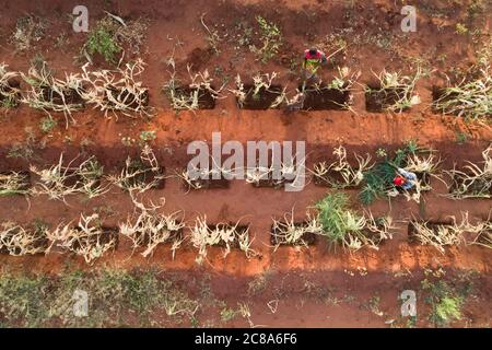 Farmers affected by climate change use mound & zai pit techniques to ...