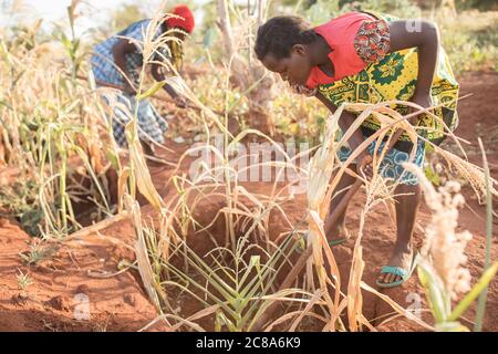 Farmers affected by climate change use mound & zai pit techniques to ...
