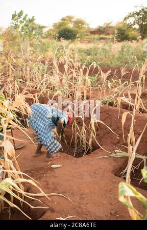 Farmers in Africa use Zaï pits and mounds like the ones see here to ...