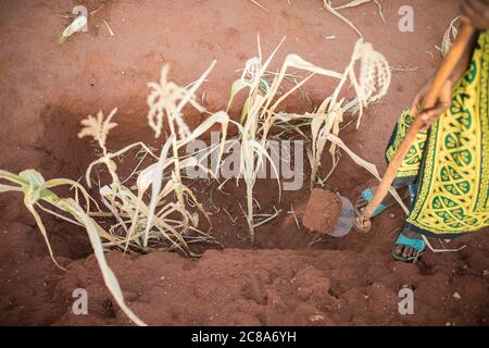 Farmers in Africa use Zaï pits and mounds like the ones see here to ...