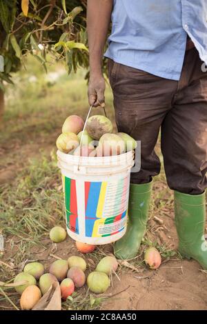 A farmer gathers mangoes he picked on his mango tree orchard in Makueni ...