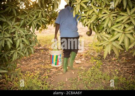 A farmer gathers mangoes he picked on his mango tree orchard in Makueni ...