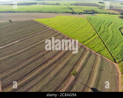 Aerial sugarcane field in Brazil Stock Photo - Alamy