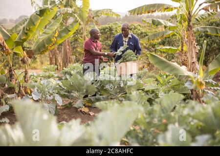 An agricultural extension worker helps a smallholder farmer harvest his ...