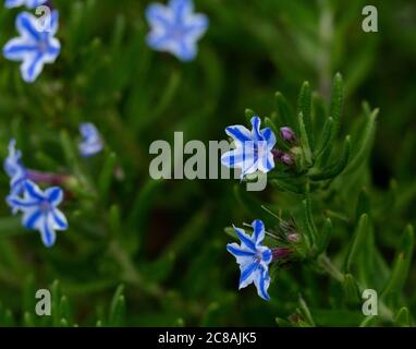 Lithodora Diffusa Blue Star Stock Photo - Alamy
