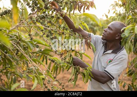 A commercial coffee farmer examines a coffee tree full of coffee ...
