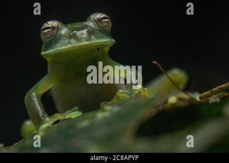 Cochranella nola, a species of glass frog found in the rainforest of ...