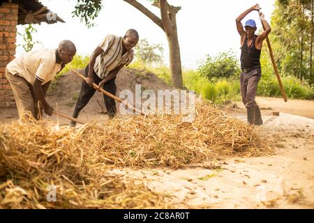 Farmers thresh their bean crop by beating the dry pods with a large ...