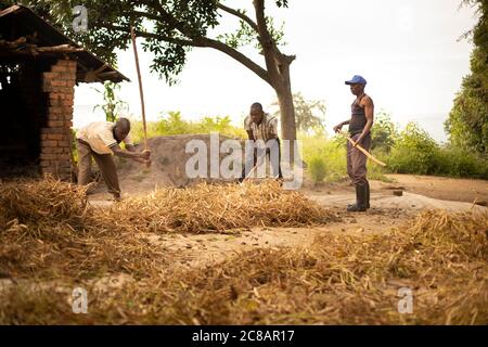 Farmers thresh their bean crop by beating the dry pods with a large ...