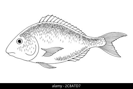 Dorado fish. Vector illustration. Isolated on white. Hand-drawn sketch ...