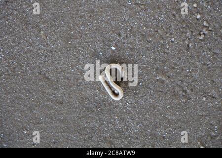 squiggly squiggle worm-shaped mounds left on a beach in Essex, as a ...