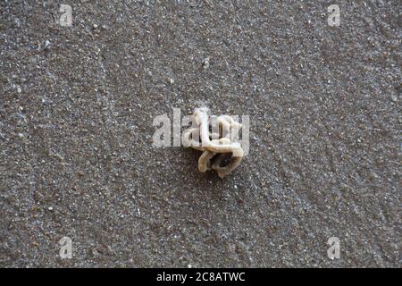 squiggly squiggle worm-shaped mounds left on a beach in Essex, as a ...