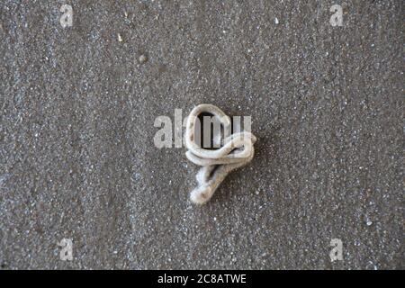 squiggly squiggle worm-shaped mounds left on a beach in Essex, as a ...