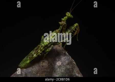Praying mantis (Majangella moultoni) with moss-like markings that ...