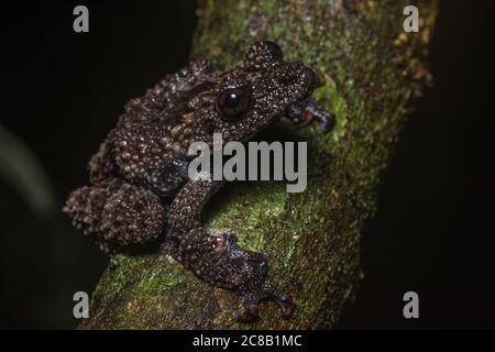 The spiny bush frog (Theloderma horridum) a rare frog that can be found ...