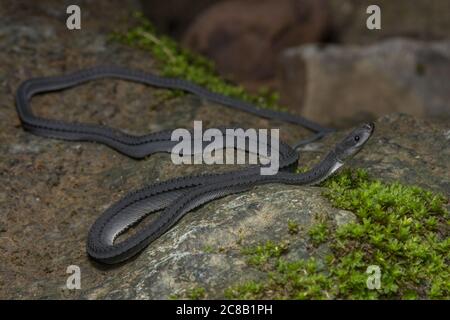 The dragon snake, Javan tubercle snake, Javan mudsnake, or rough-backed ...