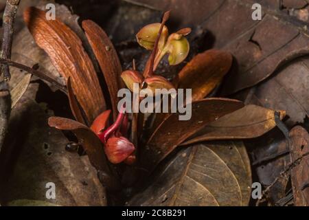 Fruit of a Dipterocarp tree (Dipterocarpaceae) seed falling to the ...