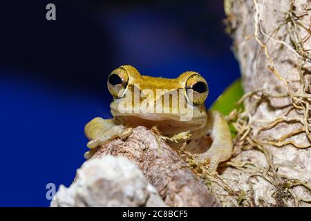 tree frog Boophis rhodoscelis, noctirnal frog in the Mantellidae family ...