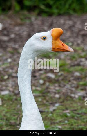 Head of a white Chinese Goose Stock Photo - Alamy