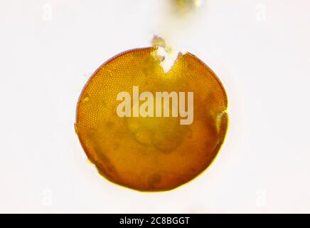 Microscopic view of testate amoeba (Arcella) shell. Brightfield ...