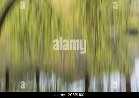 Green trees tilted long exposure Stock Photo - Alamy