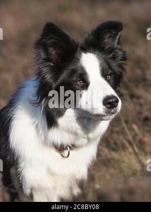Border collie dog in heather flowers Stock Photo - Alamy