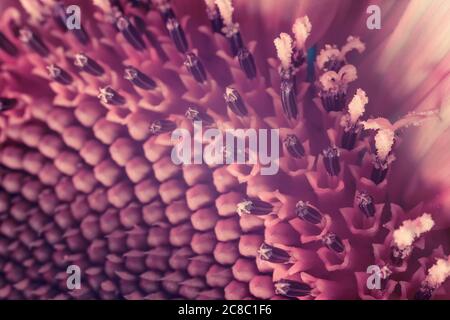 Abstract sunflower plant color red light. Beautiful plant minimal in ...
