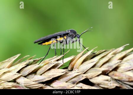 Dark-winged fungus gnat, Sciara militaris larva. Bieszczady Mountains ...