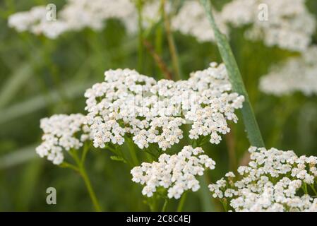 Achillea millefolium, common yarrowwhite flowers in meadow macro ...