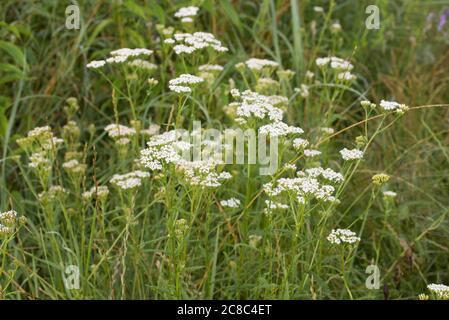 Achillea millefolium, common yarrowwhite flowers in meadow macro ...