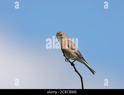Common linnet, Linaria cannabina, sitting on twig, clean background ...