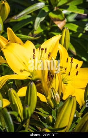 Lilium Matrix, Asiatic lily Stock Photo - Alamy