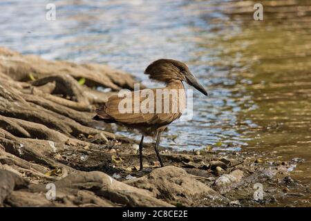 Hammerkop (Scopus umbretta). The hammerkop is found in all wetland ...