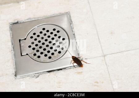 Cockroach in the bathroom near the drain hole. The problem with insects ...