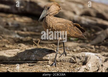 Hammerkop (Scopus umbretta). The hammerkop is found in all wetland ...