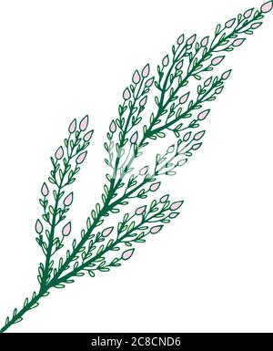 Heather - floral illustration. colorful plant drawing. Graphic ...
