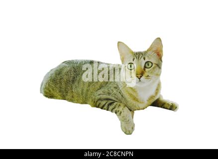 Cute young gray cat laying on white blanket Stock Photo - Alamy